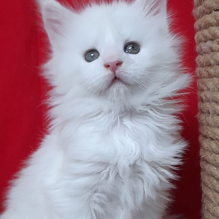 Котята мейн-кун полидакт