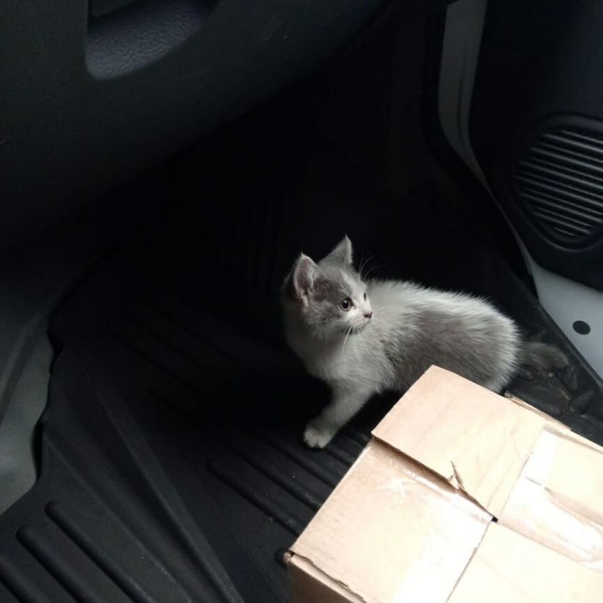 Котёнок