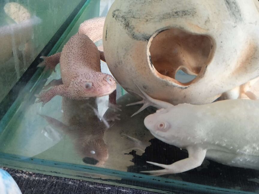 Шпорцевая лягушка альбинос самка, тритон самец