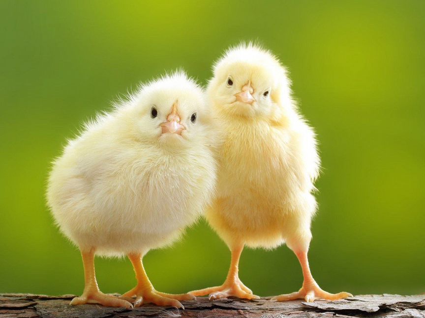 Цыплята на продажу