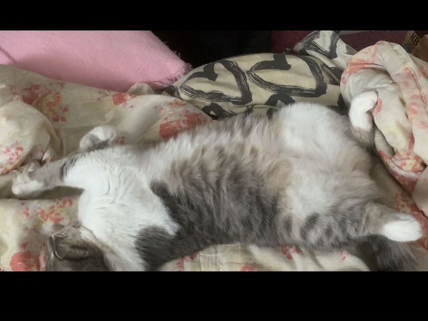 Потерялась кошка