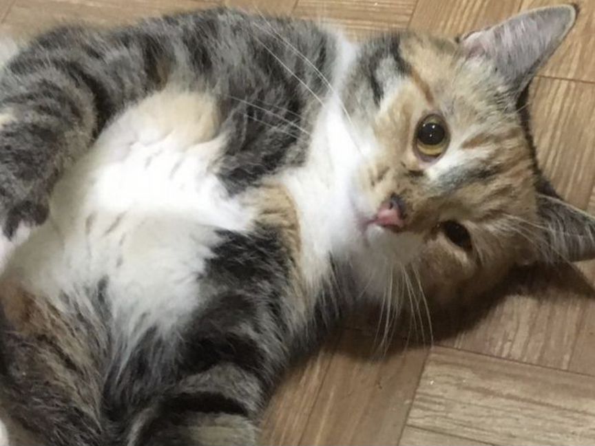 Котёнок малышка в добрые руки