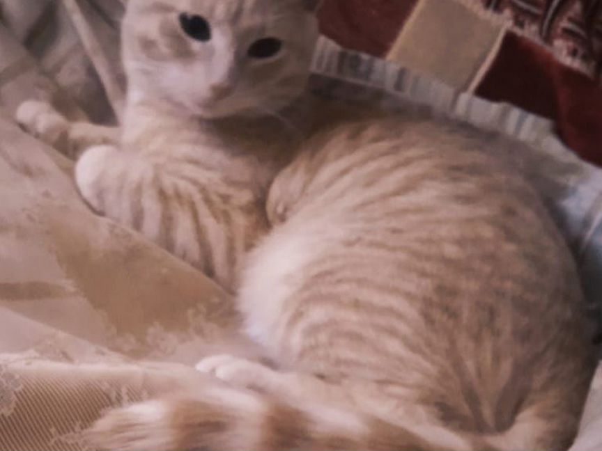 Отдам в хорошие руки котика