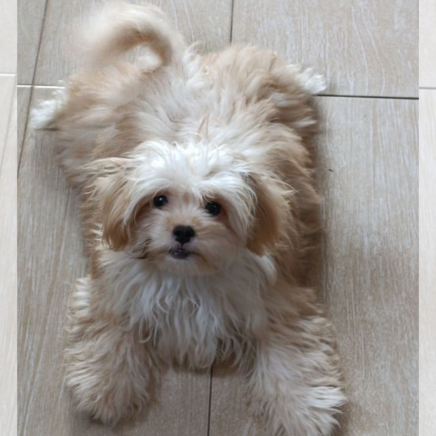 Мальтипу, щенок