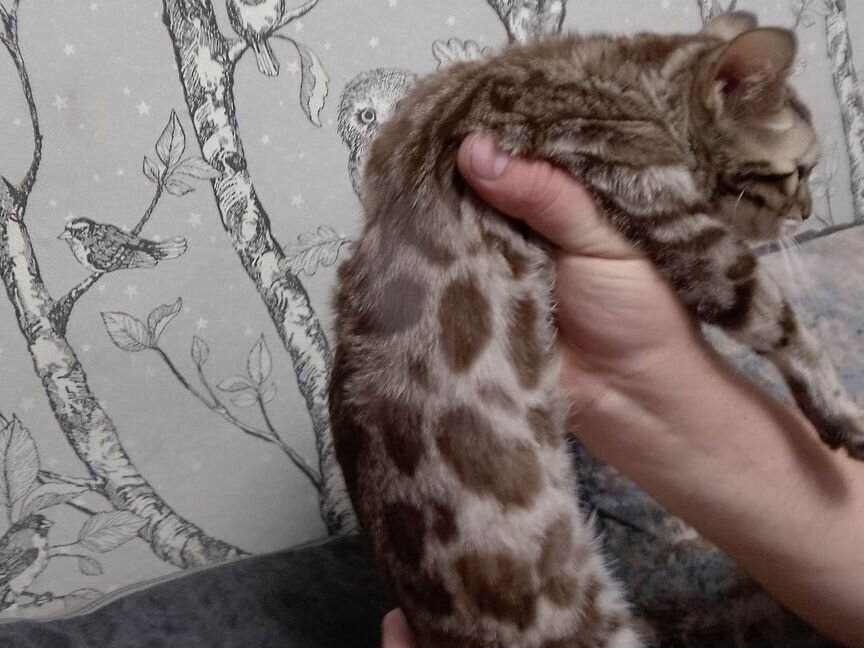 Бенгальская кошка