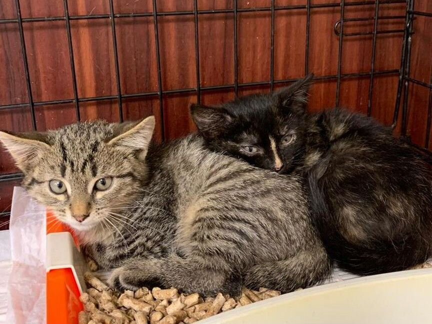 Котята малыши в клинике в клетке