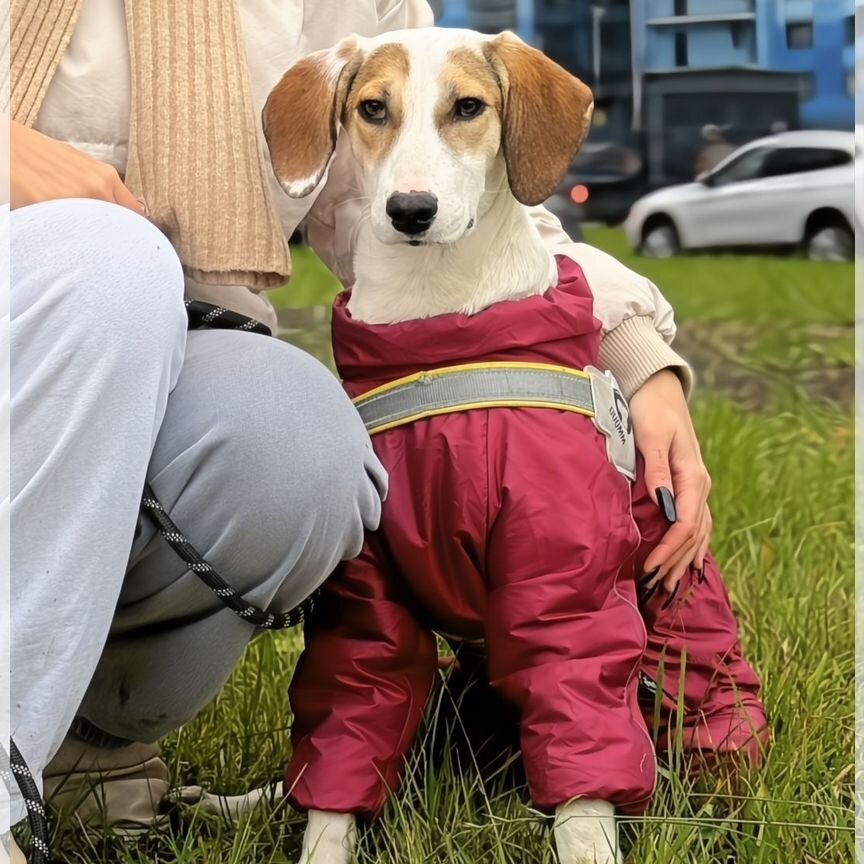 Взрослая собака в добрые руки