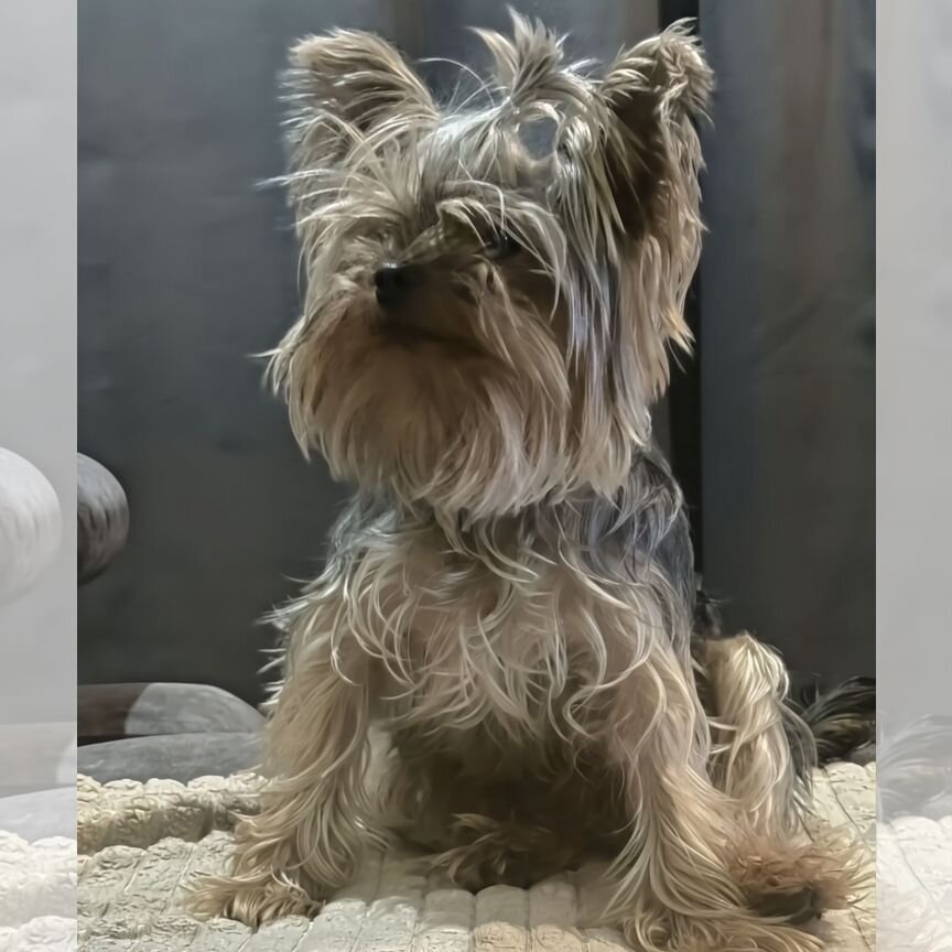 Йоркширский терьер, взрослый пёс