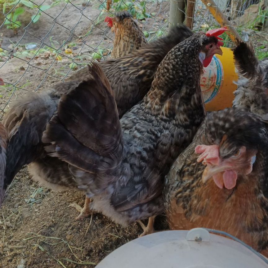 Цыплята Куры легбар