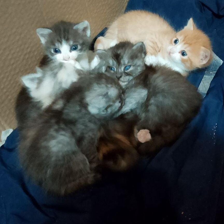 Красивые милые, котята