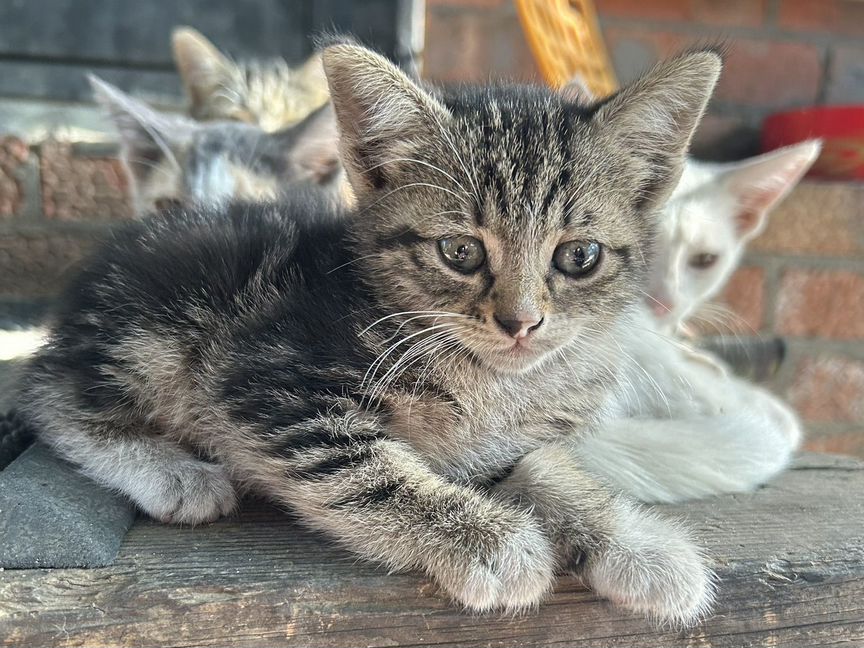 Кошечки в добрые руки