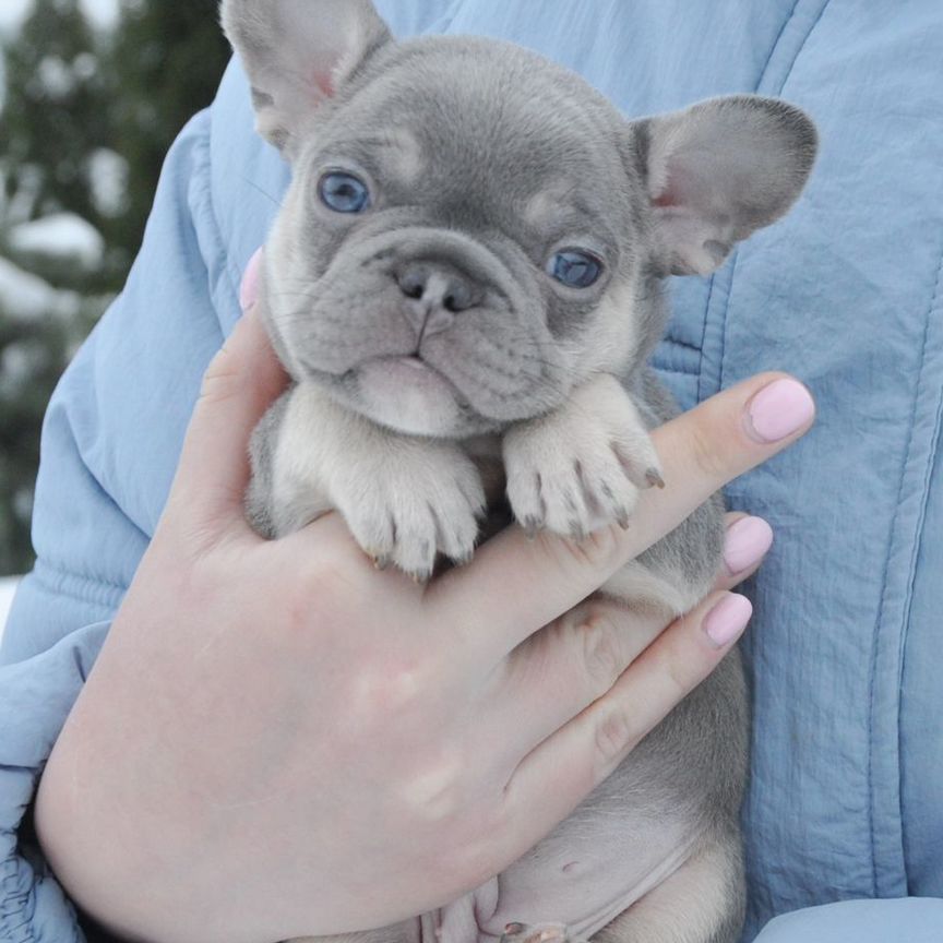 Французский бульдог, щенок