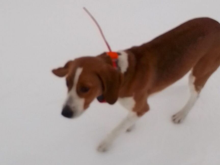 Продам Эстонскую гончую возрост 3года