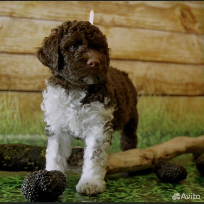 Лаготто романьоло