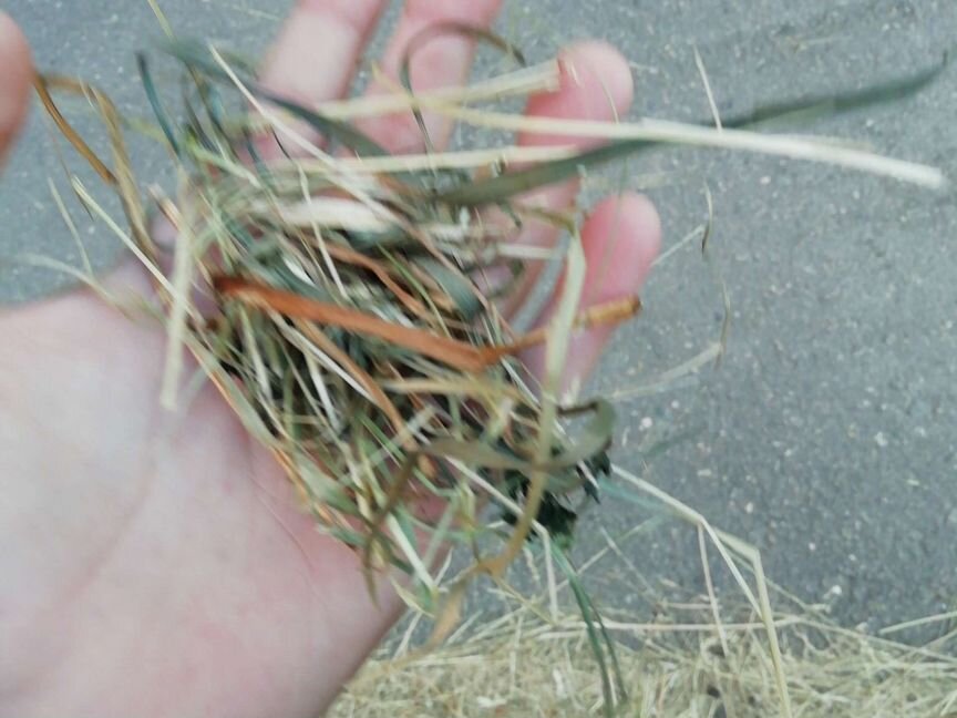 Еда для шиншиллы