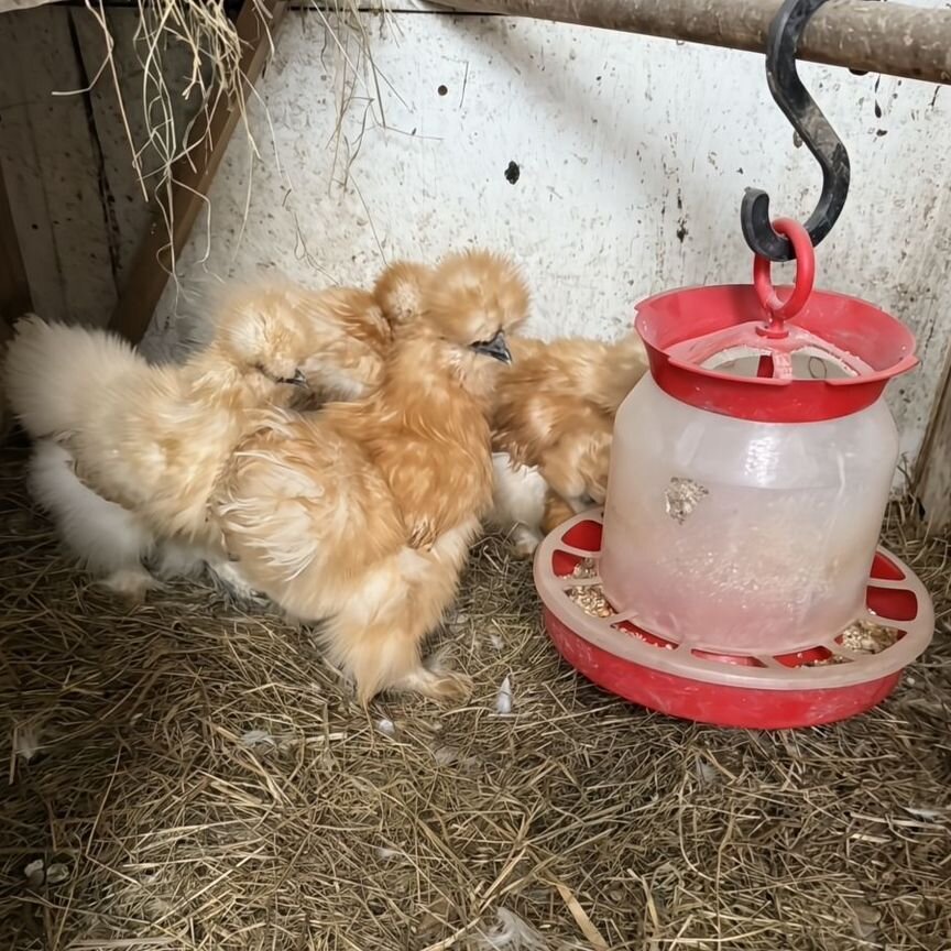 Китайские шелковые куры