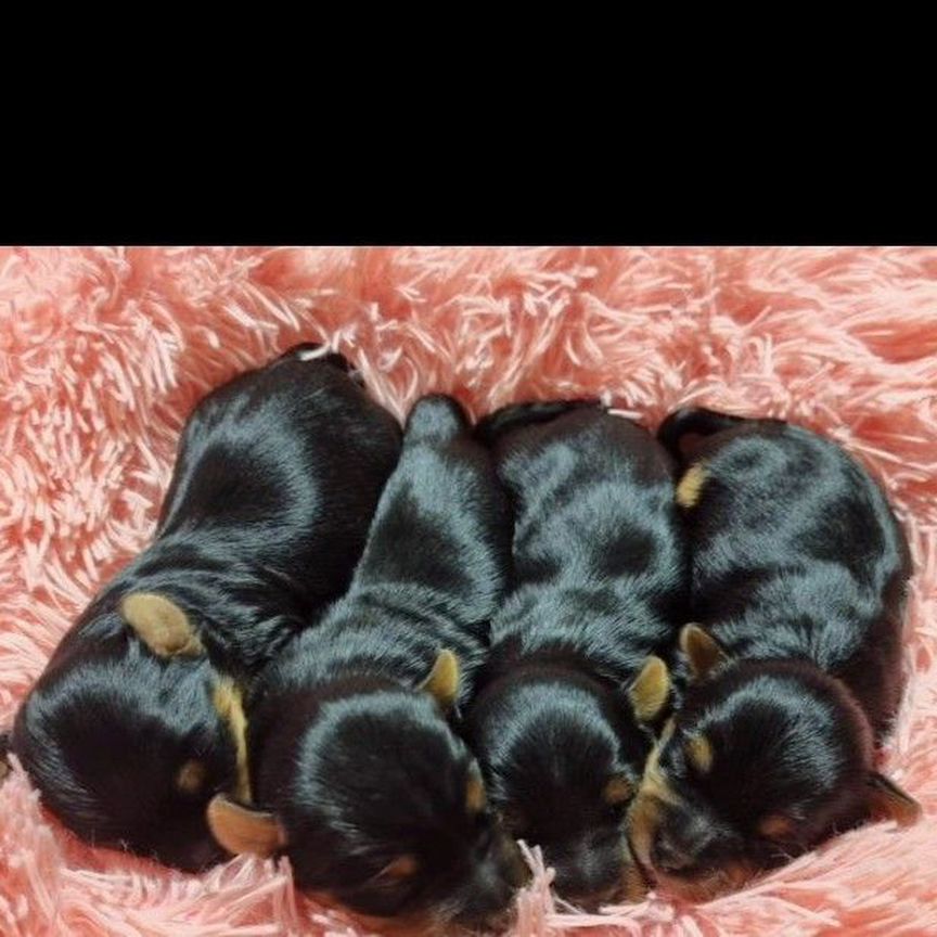 Йоркширский терьер, щенок