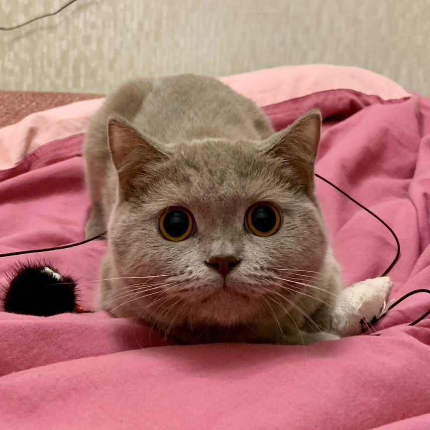 Кошка на вязку британская