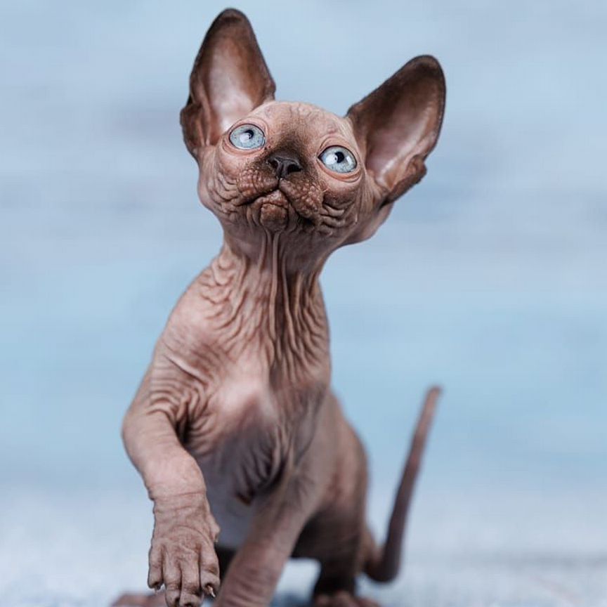 Канадский сфинкс котёнок