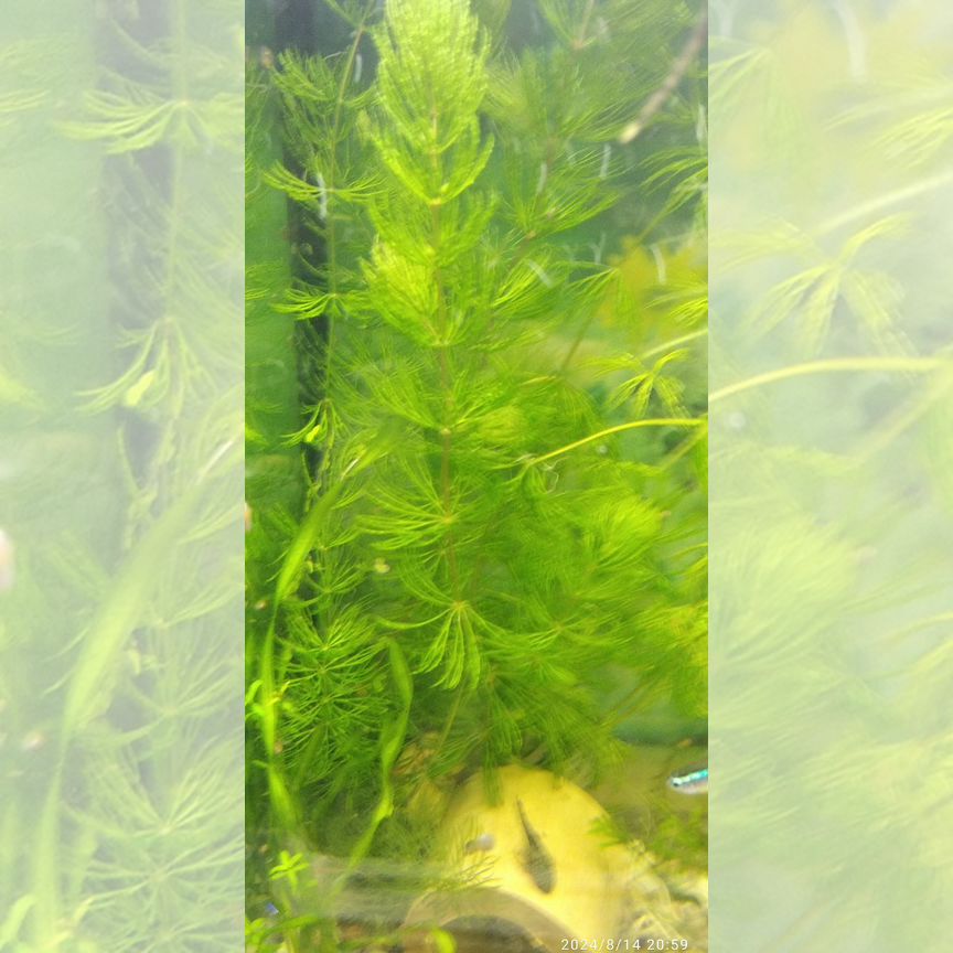 Роголистник аквариумный