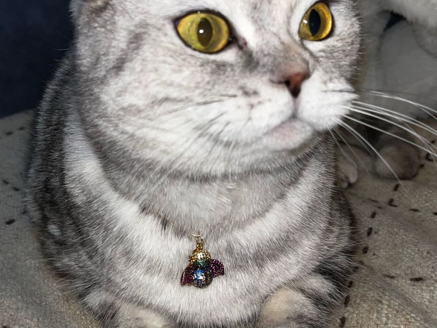 Ошейник с кулоном для кошек или мелких собак