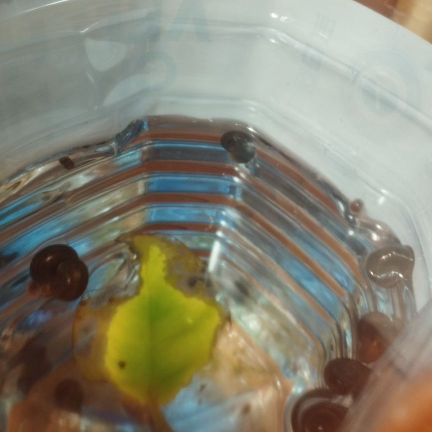 Отдам улиток аквариумных