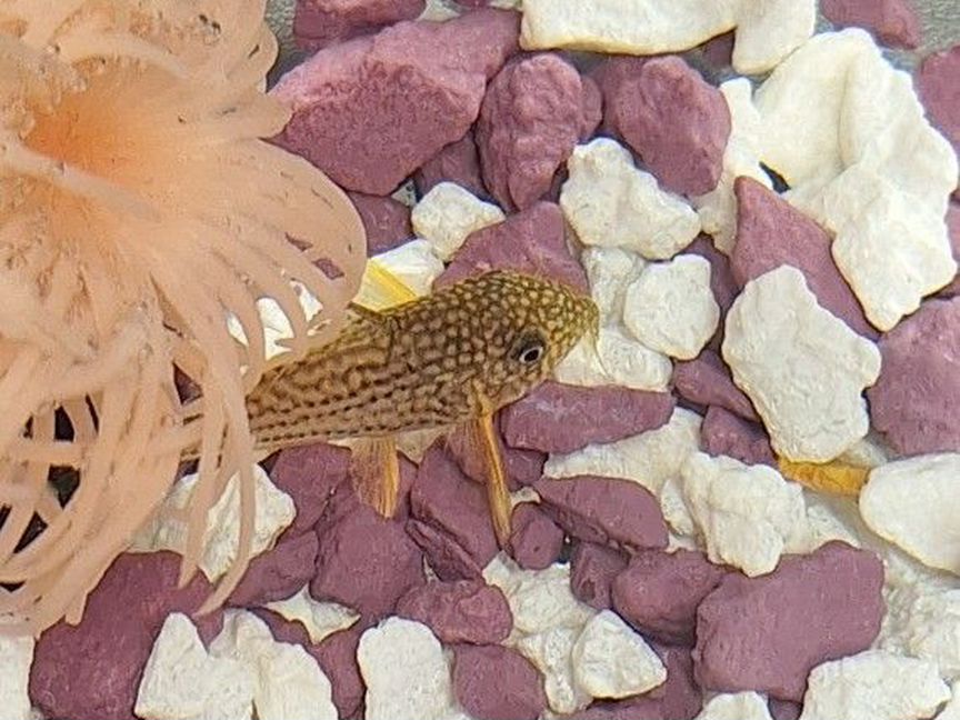 Сомики коридорасы