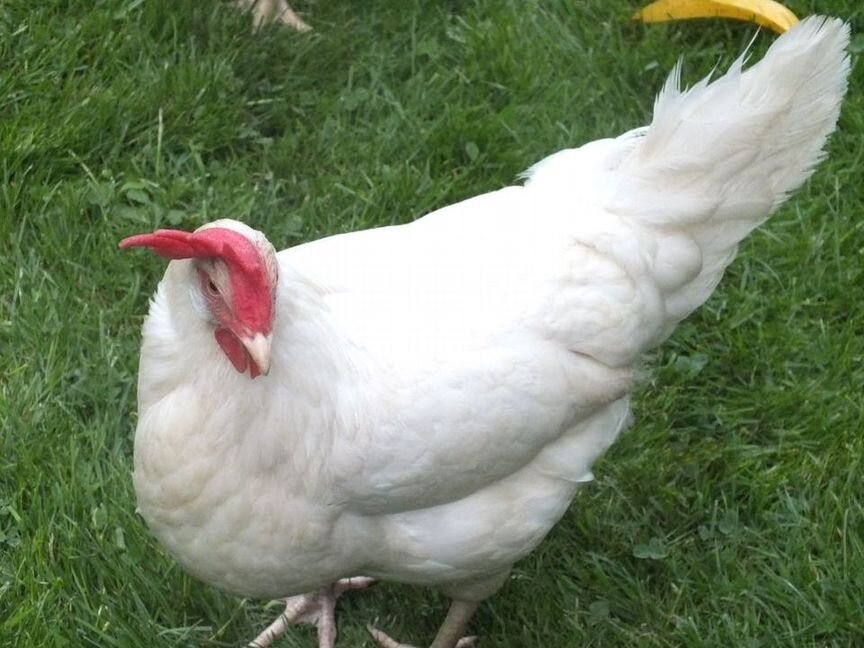 Куры несушки