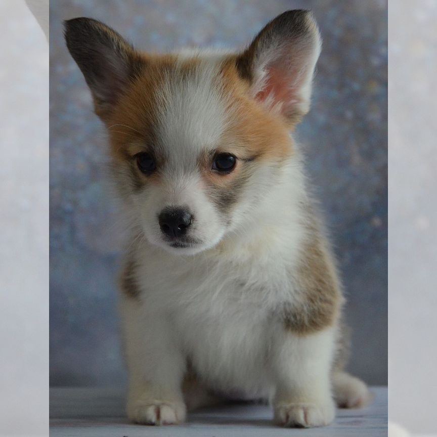 Вельш Корги Пемброк, щенок