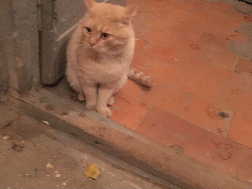 Отдаем в добрые руки