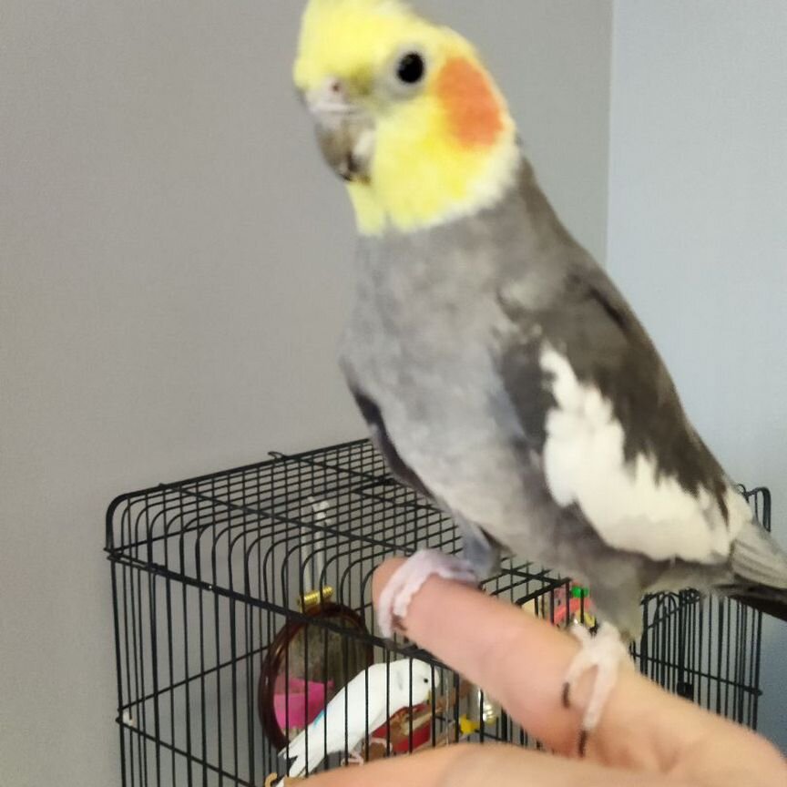 Попугай корелла и волнистый с клеткой