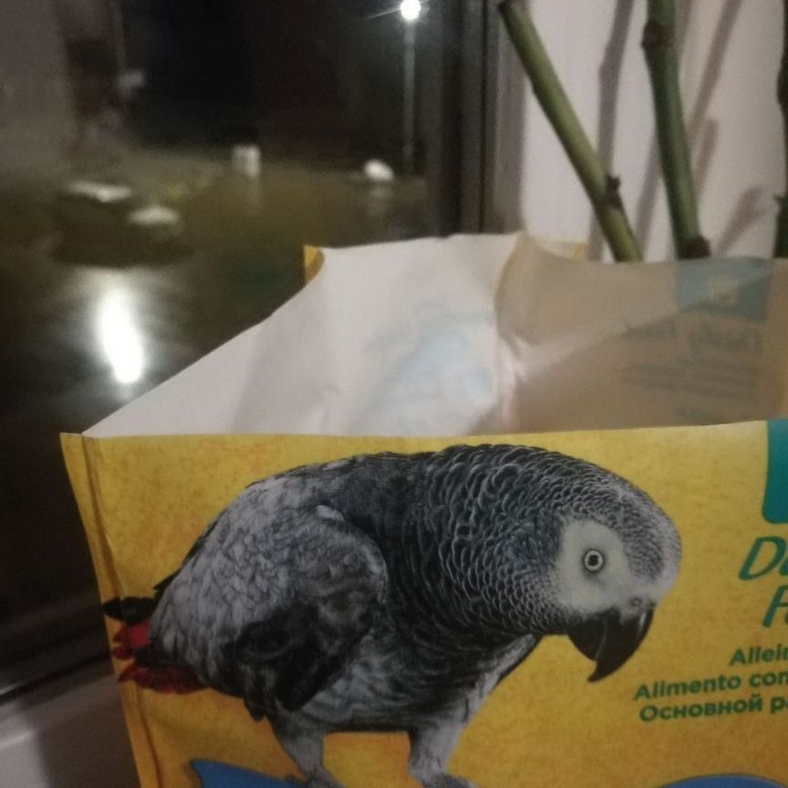 Попугай