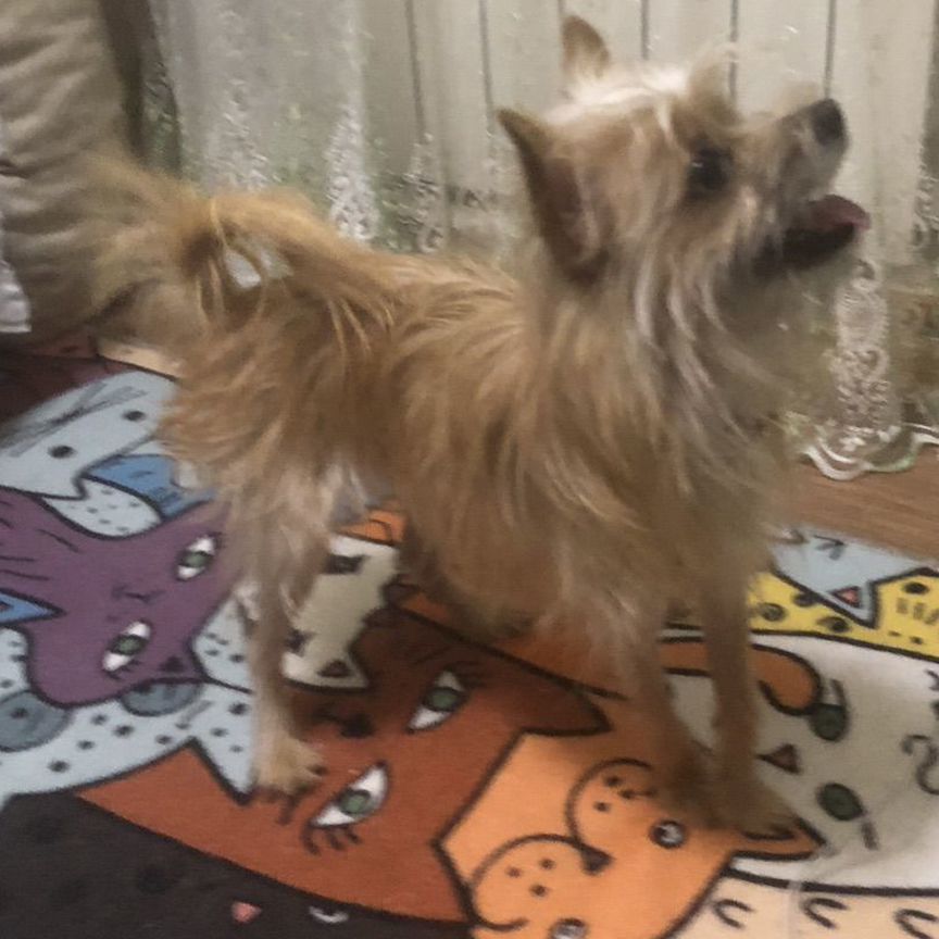 Вязка Чорки