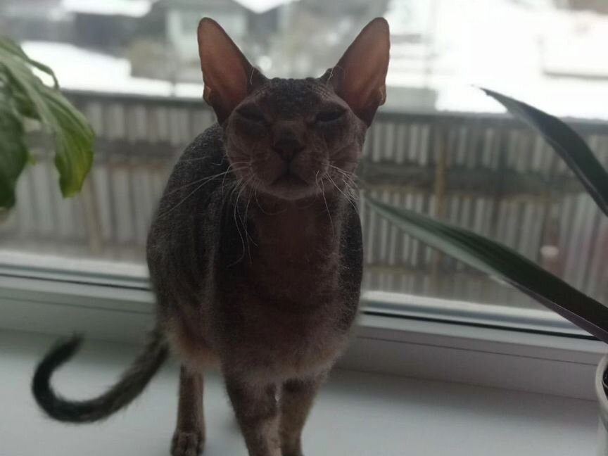 Кот для вязки сфинкс