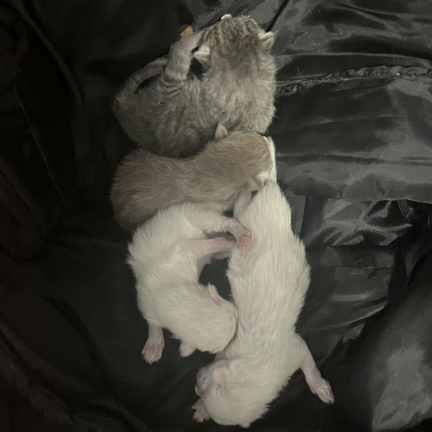 Котята в добрые руки