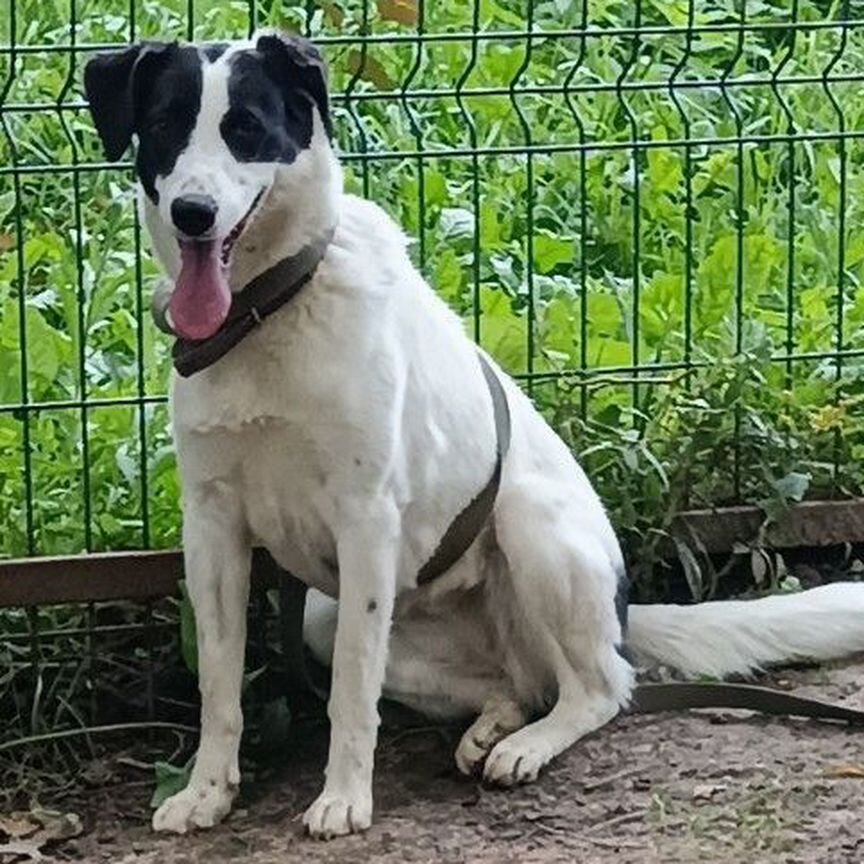 Взрослая собака в добрые руки