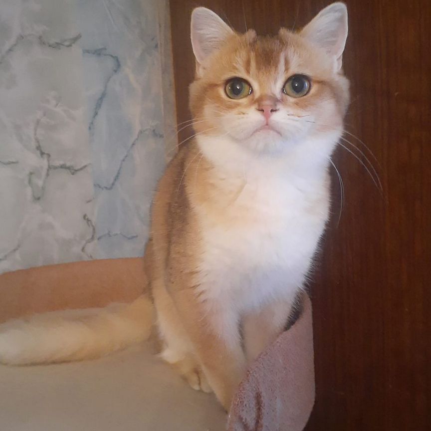 Шотландский прямоухий короткошёрстный котёнок