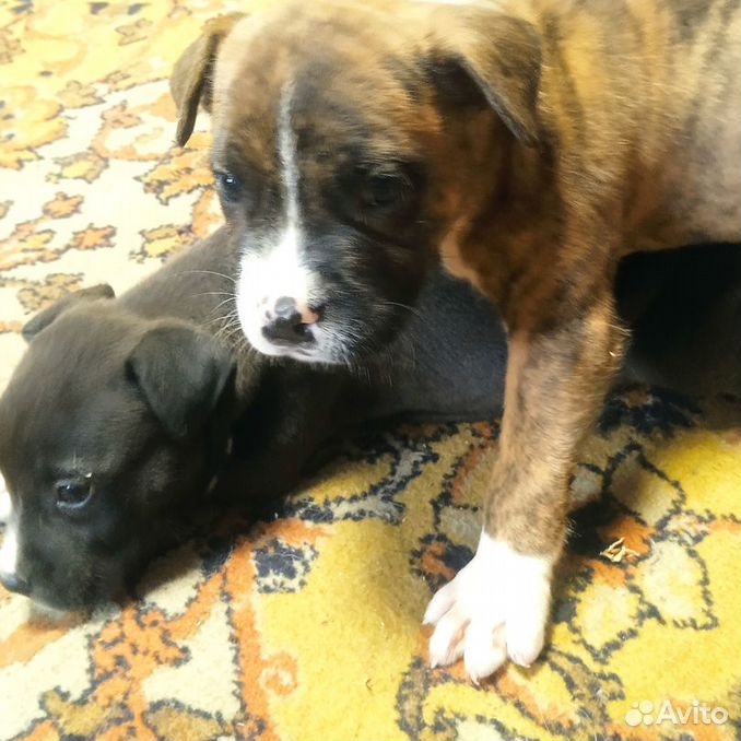 Щенки ам стафа