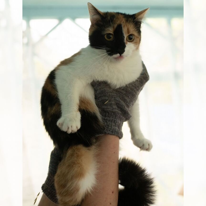 Ласковая Майя в поисках Семьи