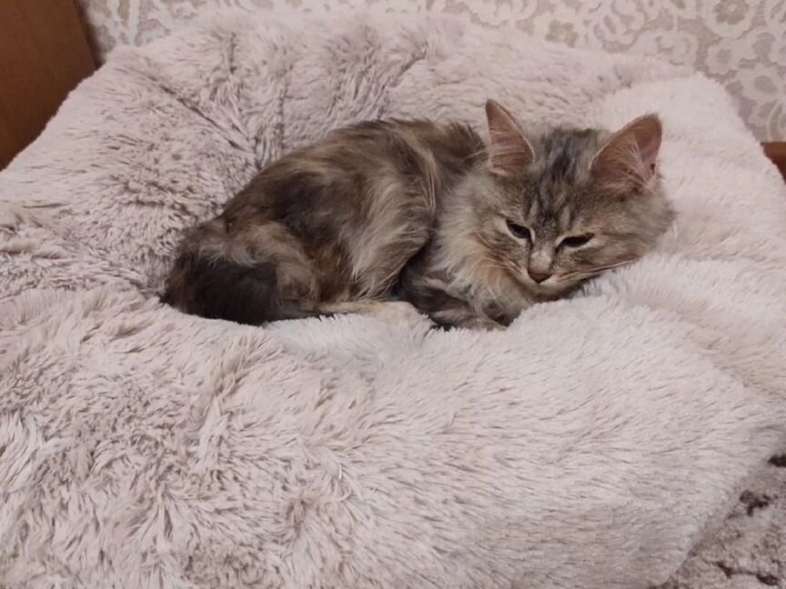 Новая лежанка для кошки