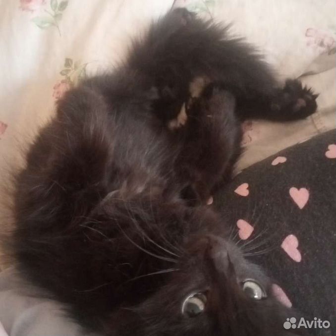 Котенок Гаврюша