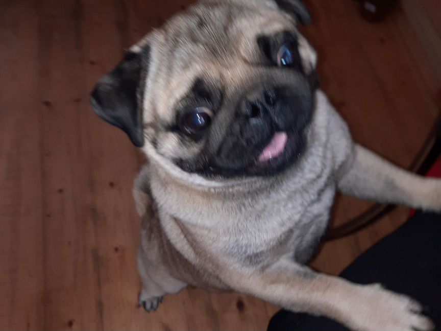 Мопс 2 и5 продаю