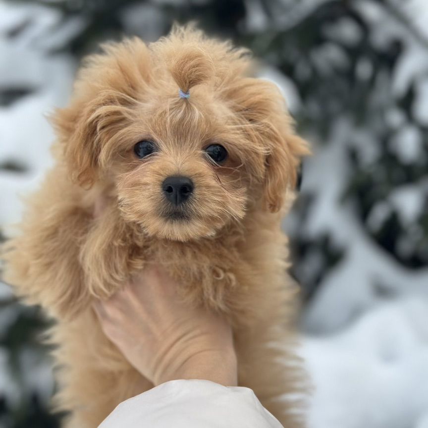 Девочка мальтипу 3.5 мес f1