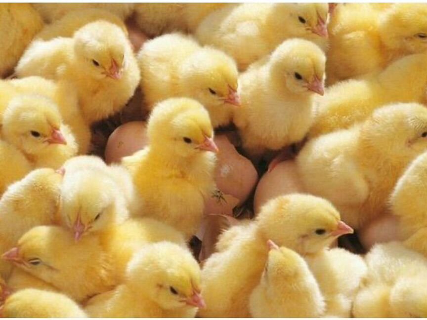 Цыпленок бройлера Росс 308