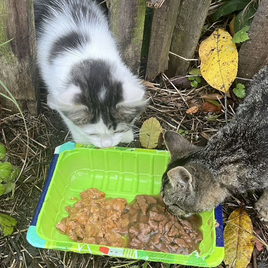 Котята ищут дом