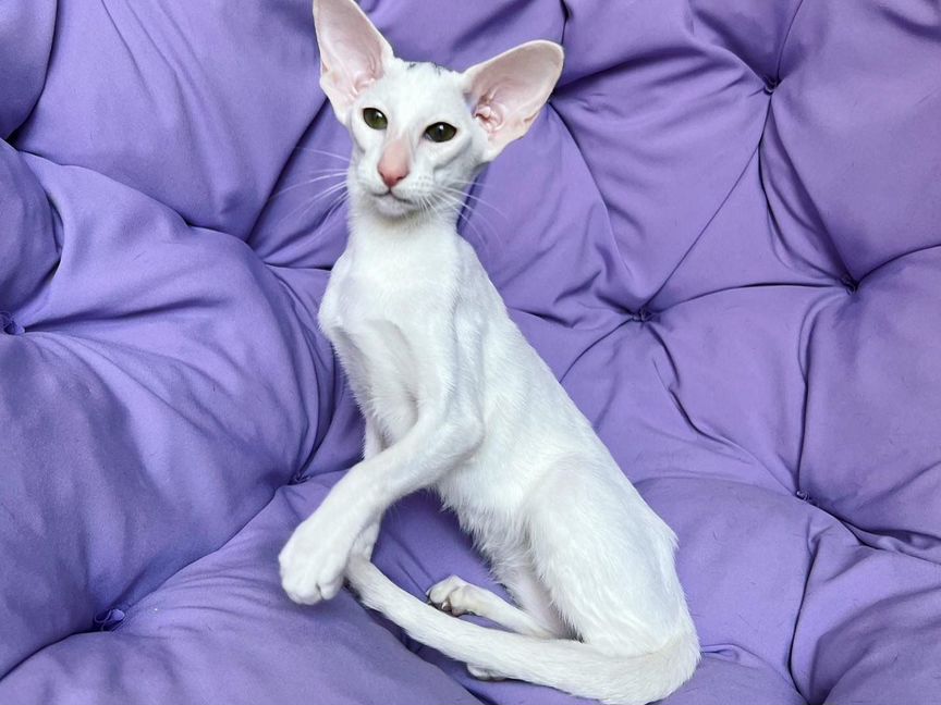 Ориентальные котята