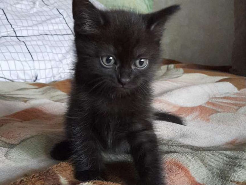 Британская кошка бесплатно