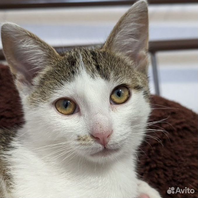 Спасенная малышка из автосервиса нуждается в доме