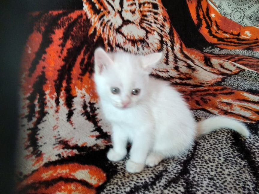 Белоснежные котята