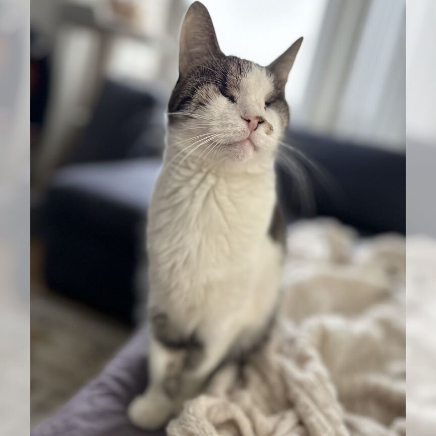 Взрослая, Девочка кошка в добрые руки